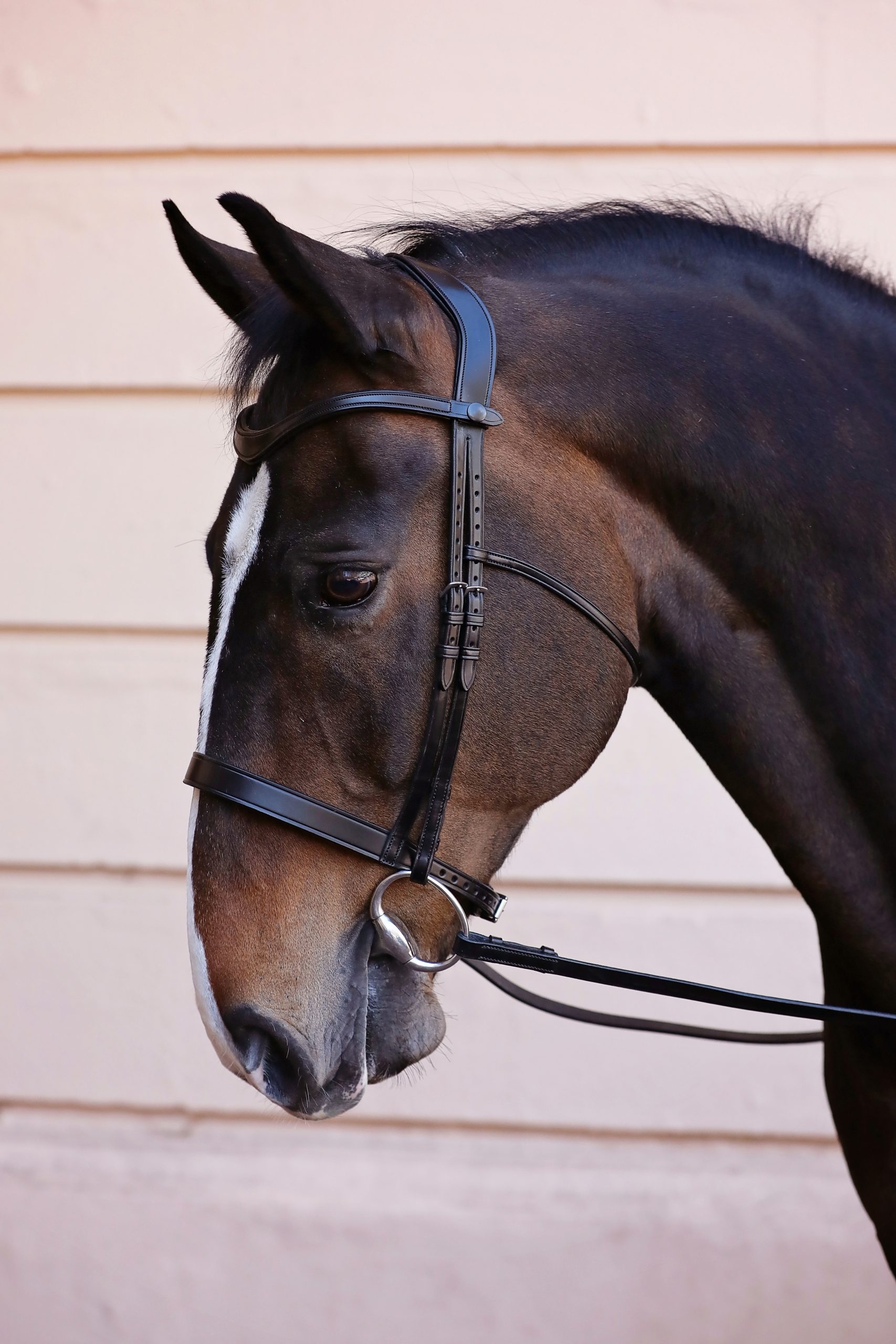 Bridle Fit - The Society of Master Saddlers